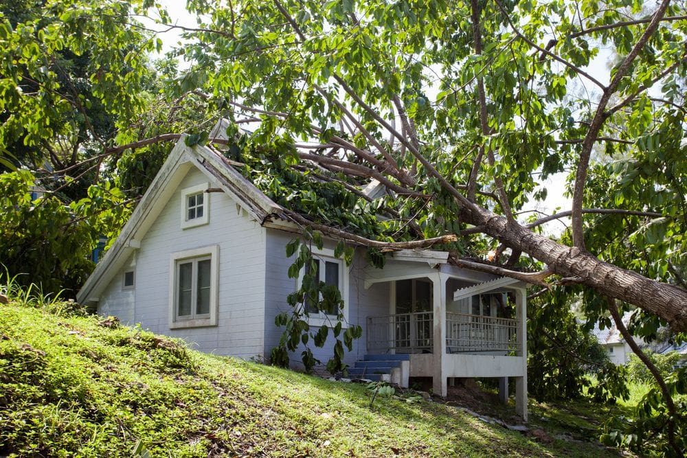 What to Do if a Tree Falls on Your House